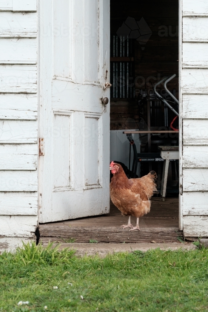 Image of Chook standing in front of garden shed - Austockphoto