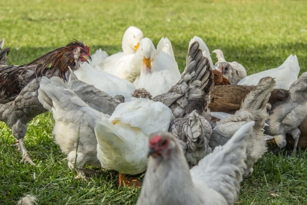 Image of Chooks and ducks fighting to get to the food - Austockphoto