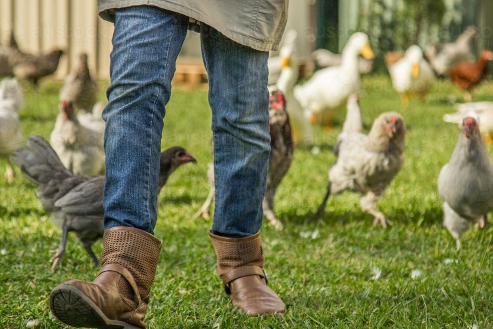 Image of Chooks following the young girl holding the food - Austockphoto