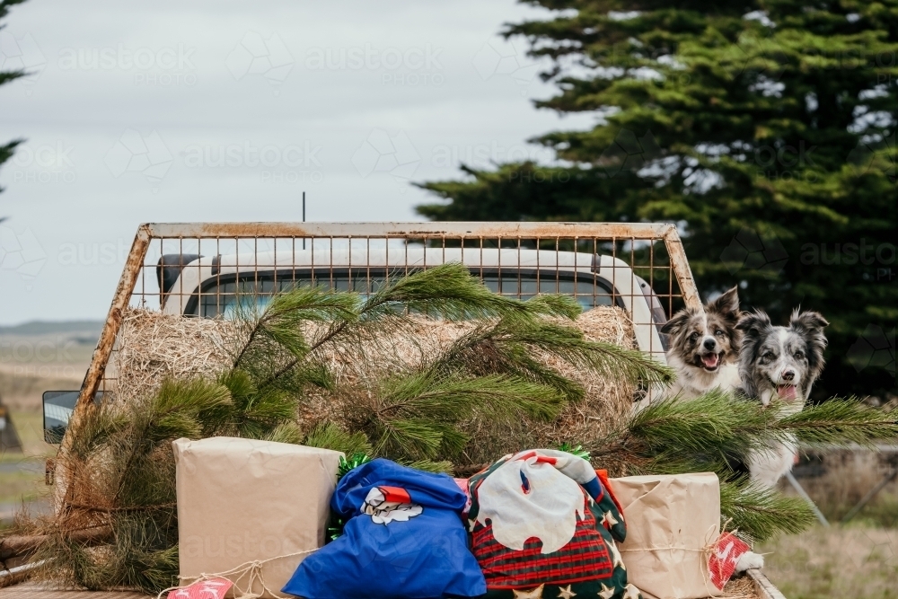 Image of Christmas tree and presents on aute with two farm dogs ...