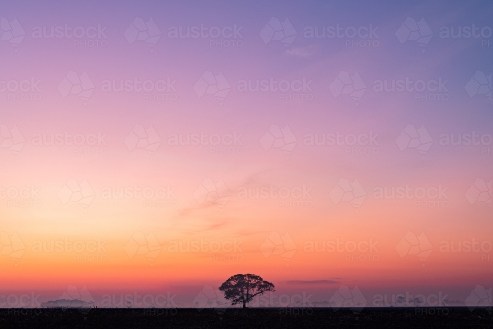 Image of Clear hazy morning at dawn with a vast sky and lone tree ...