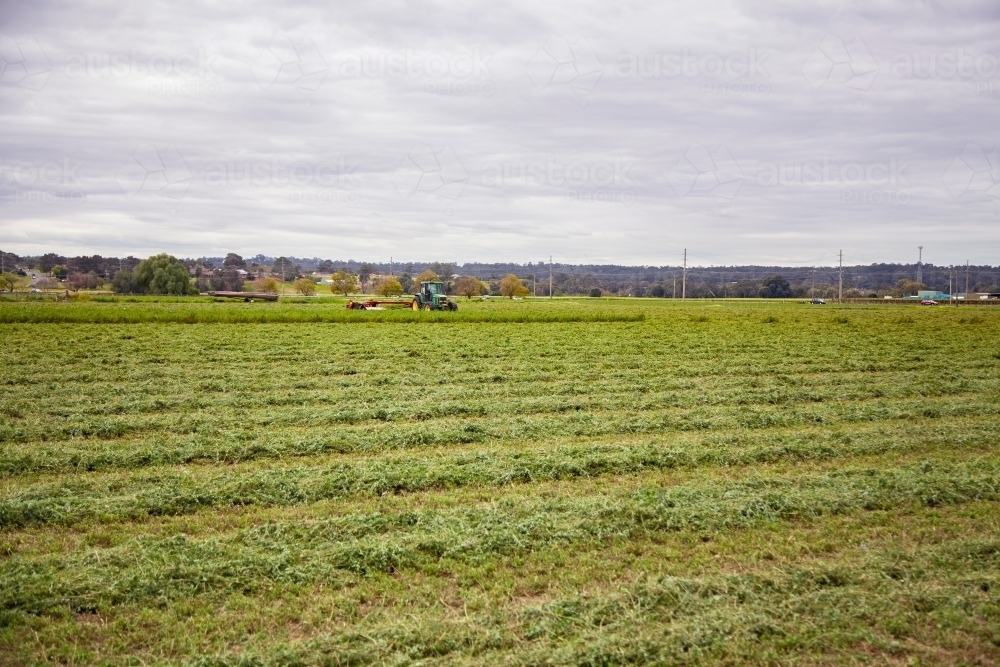 Image of Green tractor pulling red slasher in lucerne paddock ...
