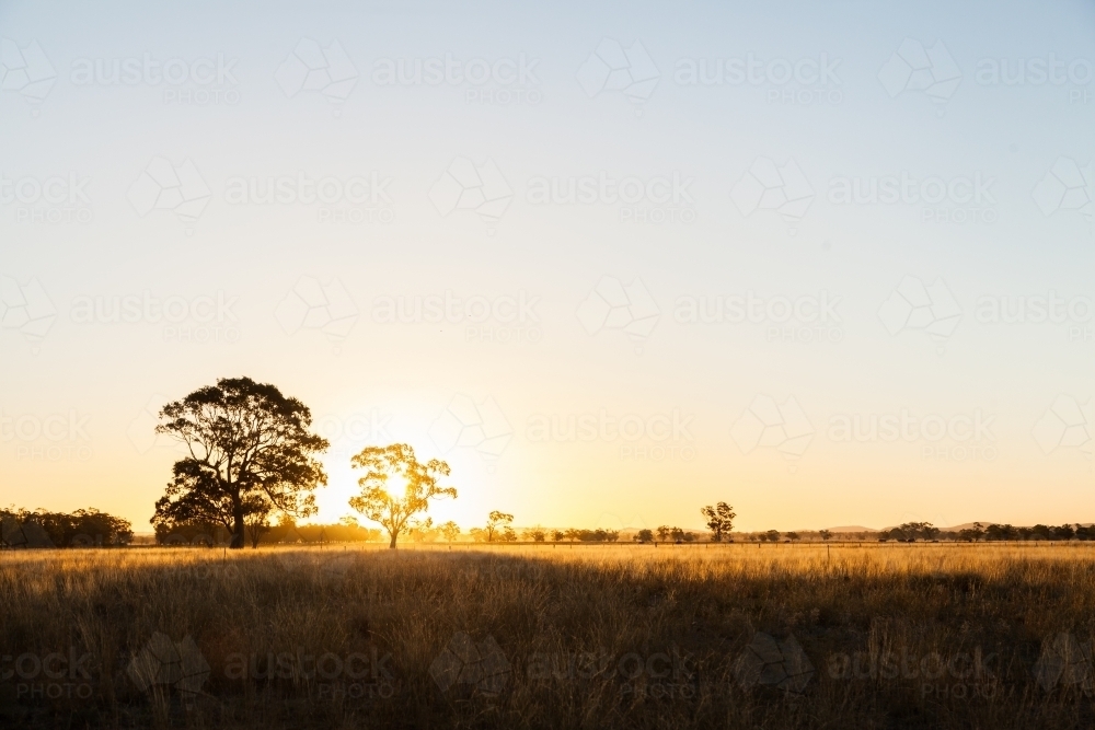 Image of Clear sky and last golden light on farm paddock at sunset ...