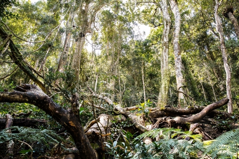 Image of clearing in the Lamington National Park Rainforest - Austockphoto