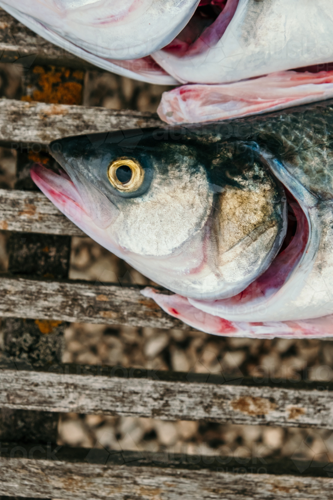 Image of Close up Australian salmon head - Austockphoto