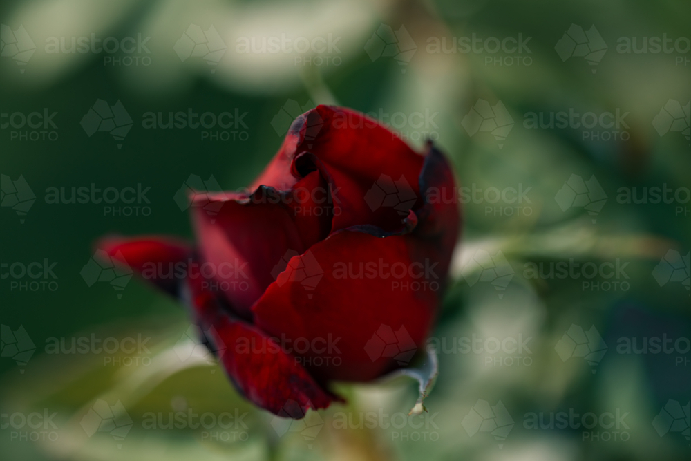 Image of Close-up budding red rose with detailed petals and blurred ...