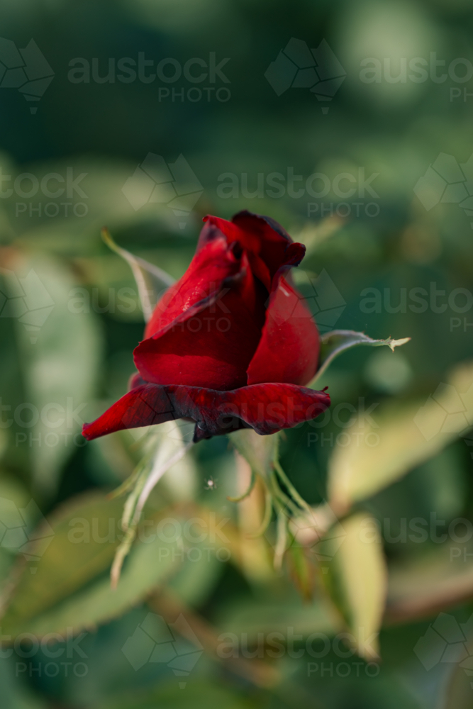 Image of Close-up budding red rose with detailed petals and blurred ...