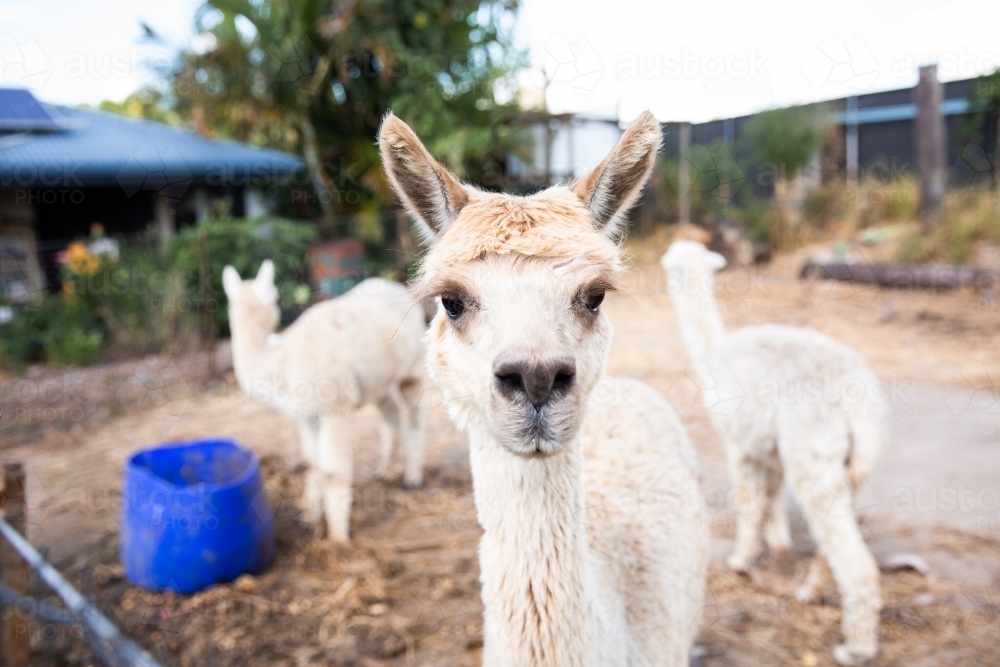 Image of Close up curious white alpaca with perked ears - Austockphoto