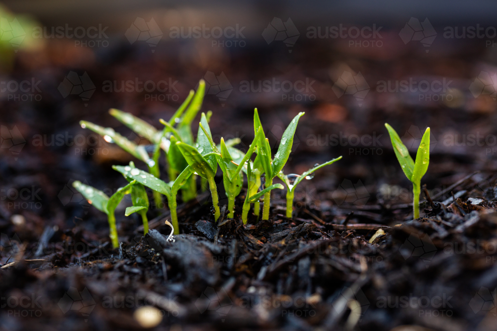 Image of Close up detail of capsicum sprouts growing in pot veggie ...