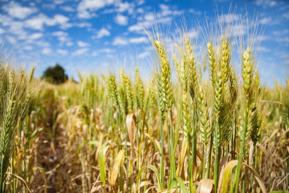 Image of Close up detail of green wheat in a sunlit grain paddock ...