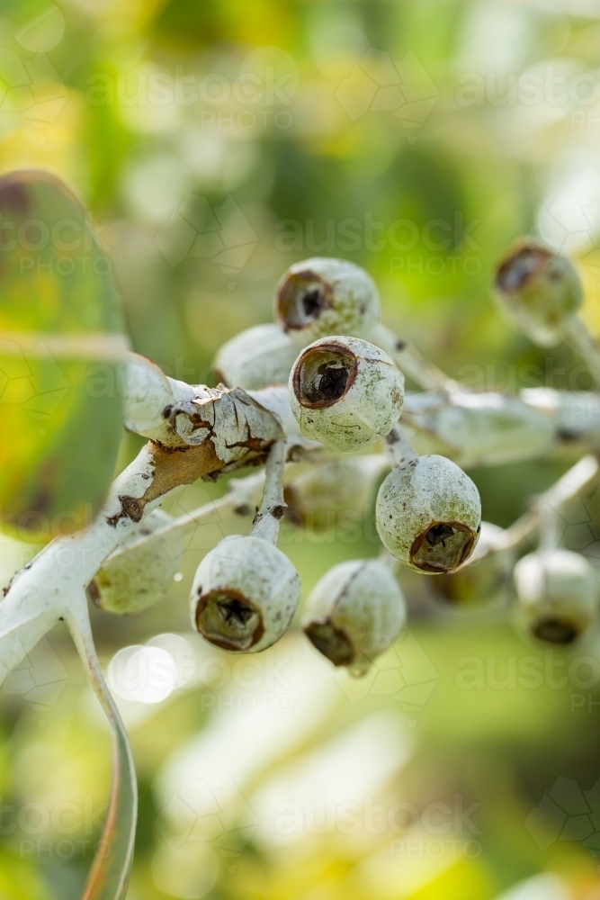 Image of Close up detail shot of gum nuts on native eucalyptus tree ...
