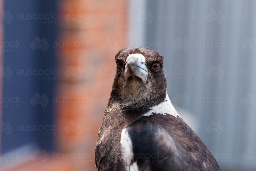 Image of Close up head shot of young magpie bird backlit in sunlight ...