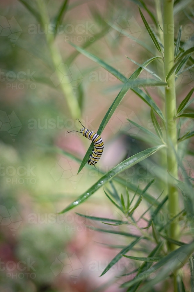 Image of Close up image of Monarch caterpillar crawling on leaves of ...