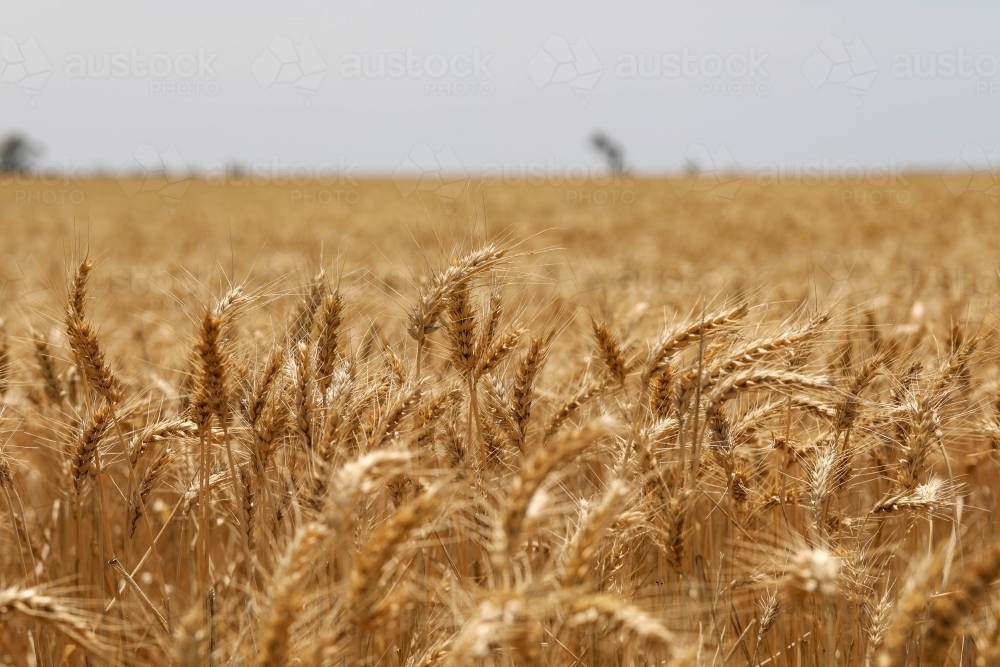 Image of Close up image of wheat crop growing in paddock - Austockphoto
