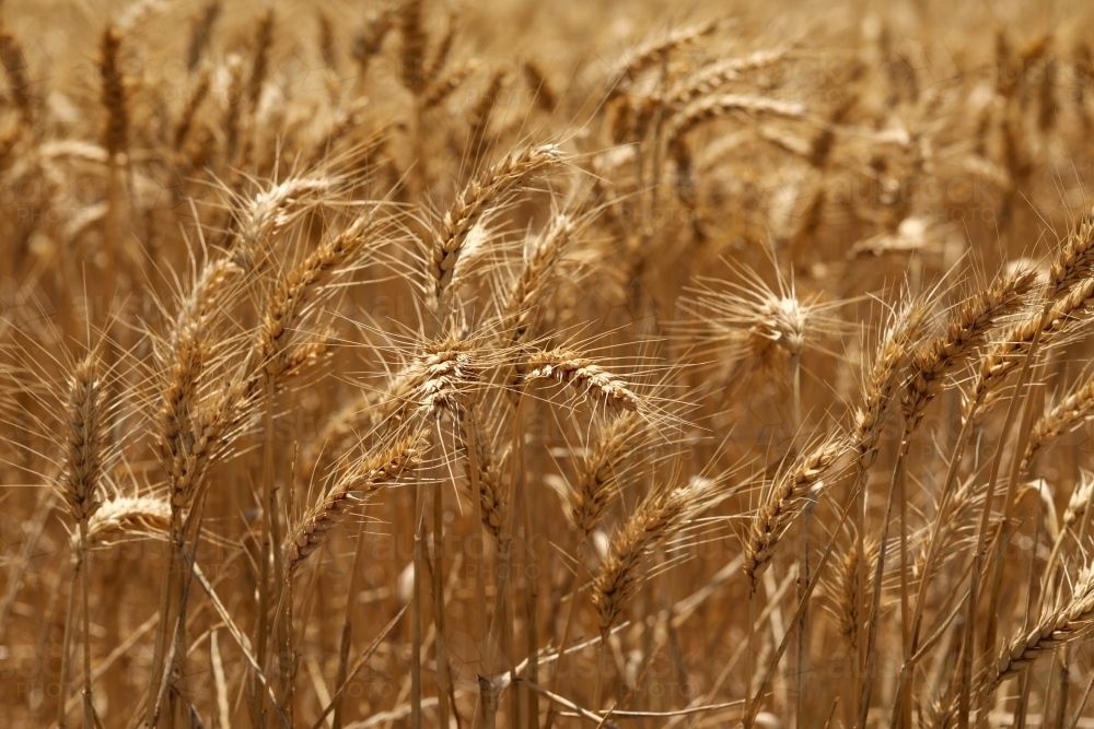 Image of Close up image of wheat crop growing in paddock - Austockphoto