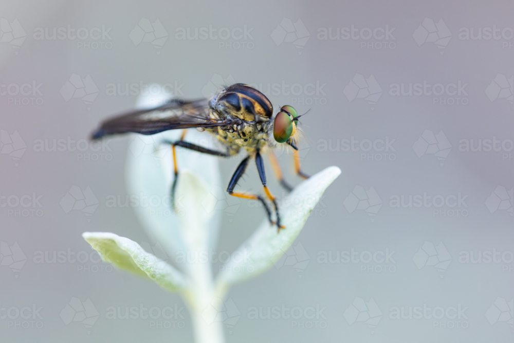 Image of Close up macro image of Common Yellow Robber Fly - Ommatius sp ...