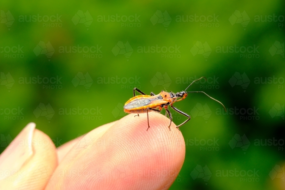 Image of Close up of a beetle on a Finger - Austockphoto