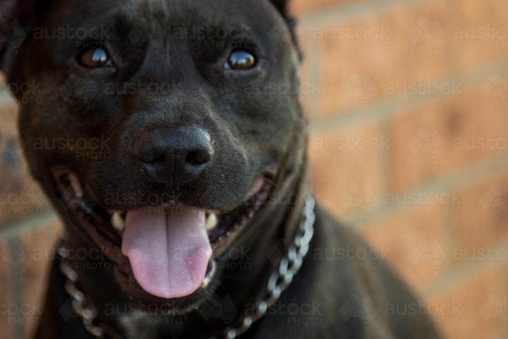 Image of Close up of a black dog smiling - Austockphoto