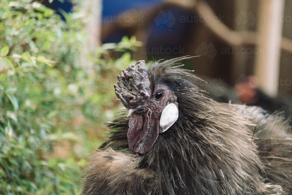 Image of Close up of a Black Silkie Chook - Austockphoto