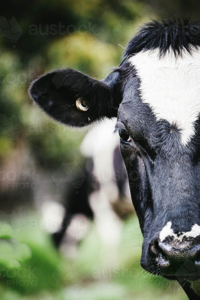 Image of Close up of a cows face cropped - Austockphoto