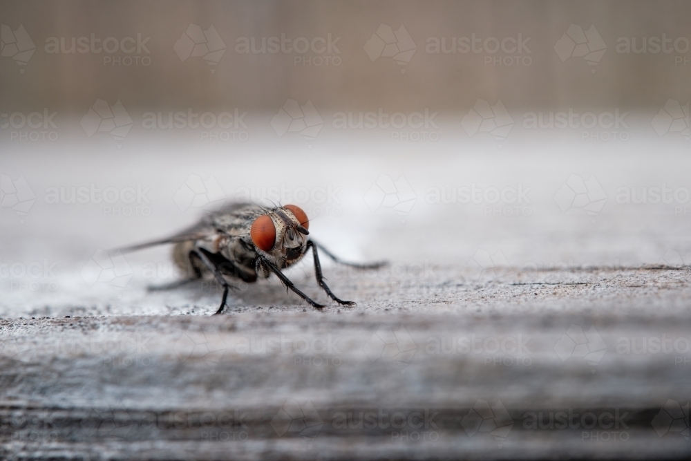 Image of Close-Up of a Fly - Austockphoto