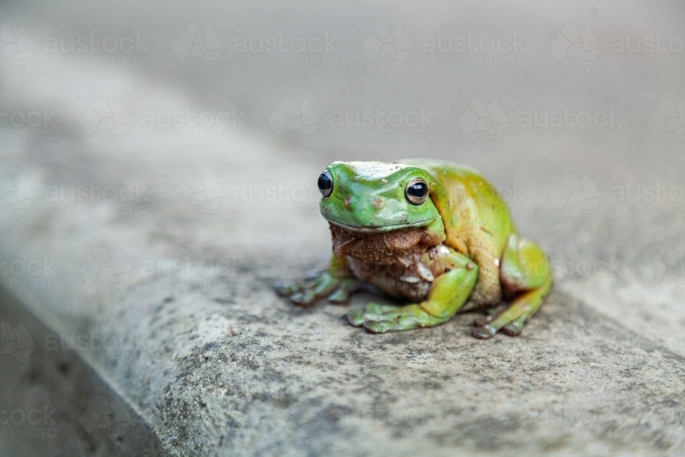 Image of Close up of a green frog sitting on concrete slab - Austockphoto