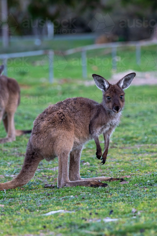 Image of Close up of a kangaroo grazing the grassy field - Austockphoto