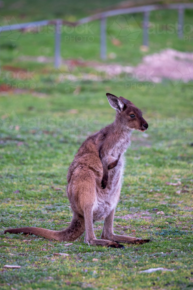 Image of Close up of a kangaroo grazing the grassy field - Austockphoto