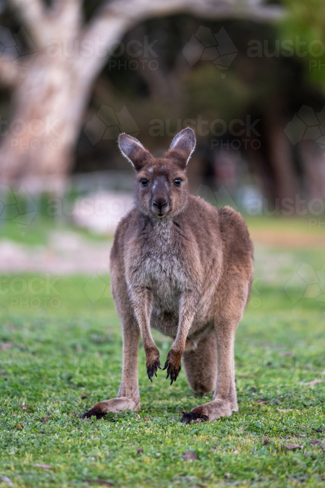 Image of Close up of a kangaroo grazing the grassy field looking at the ...