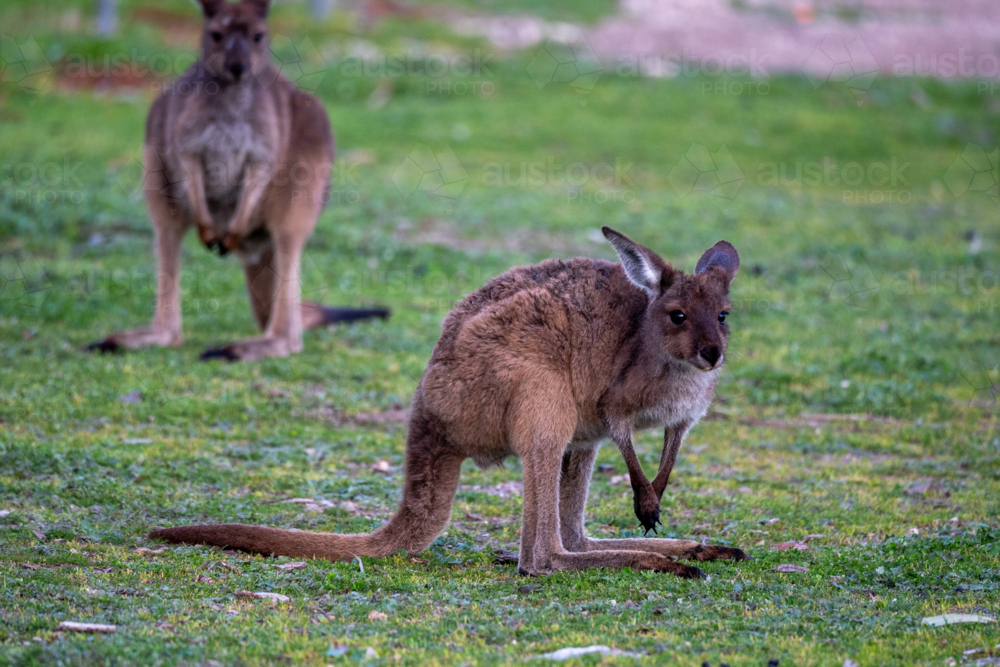 Image of Close up of a kangaroo grazing the grassy field looking at the ...