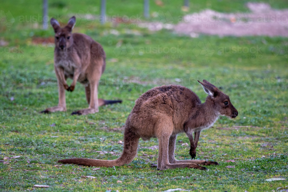 Image of Close up of a kangaroos grazing the grassy field - Austockphoto