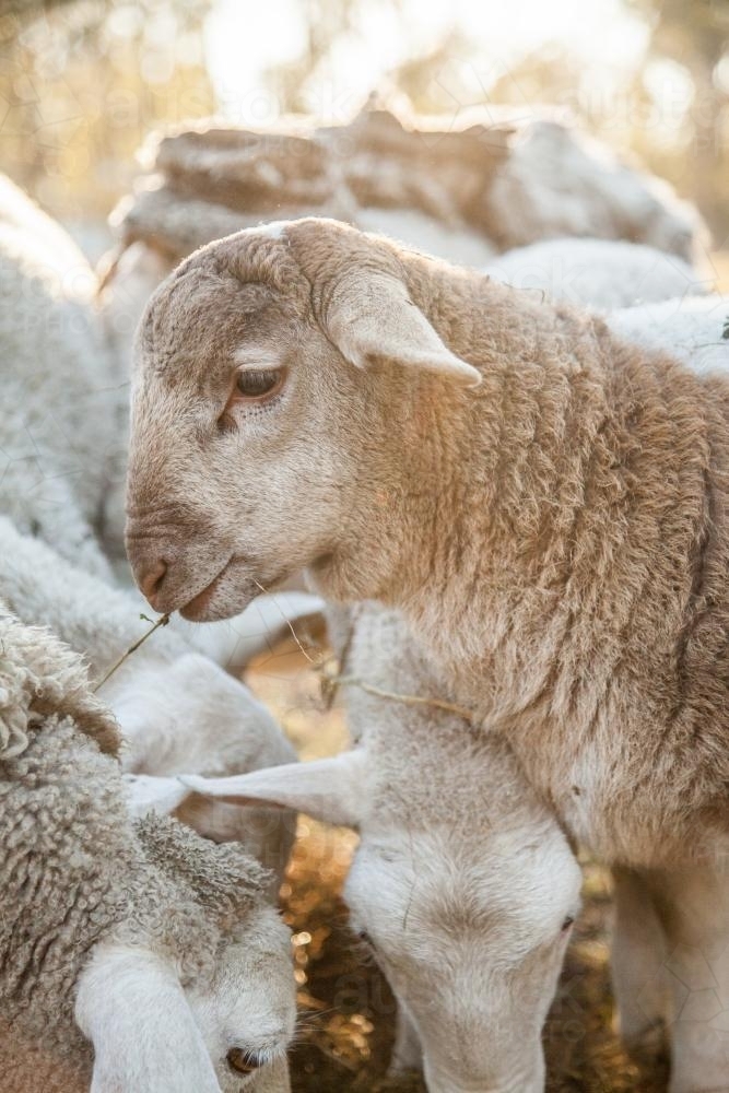 Image of Close up of a lamb with sheep behind on a sunlit morning in ...