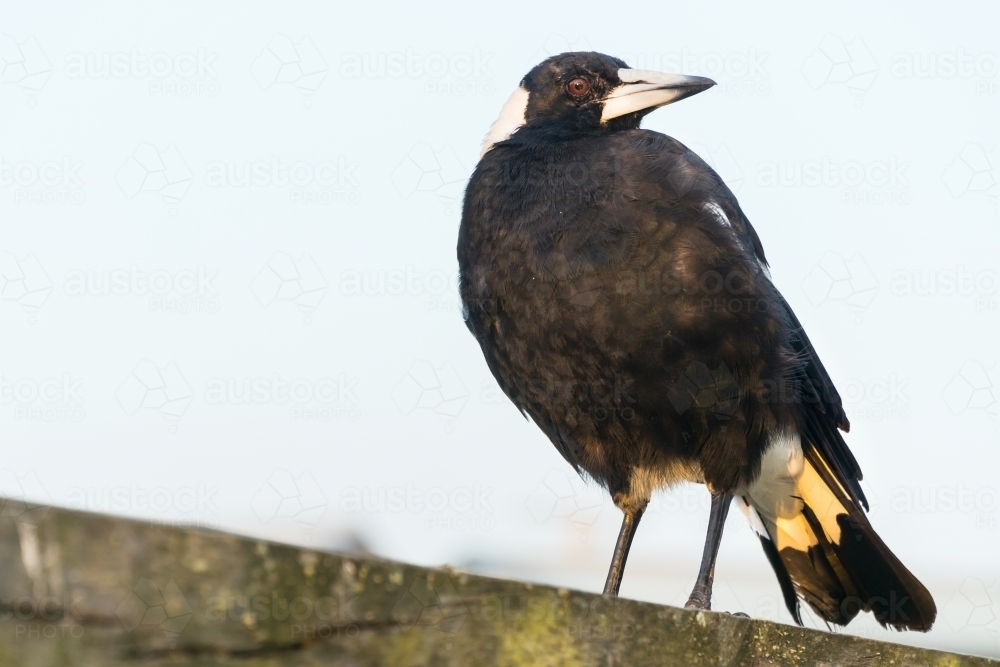 Image of Close up of a magpie standing on a fence - Austockphoto