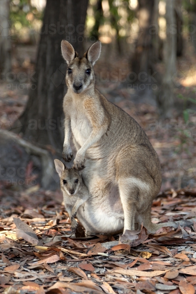 Image Of Close Up Of A Mother Kangaroo With A Joey In Pouch Austockphoto image-of-close-up-of-a-mother-kangaroo-with-a-joey-in-pouch-austockphoto