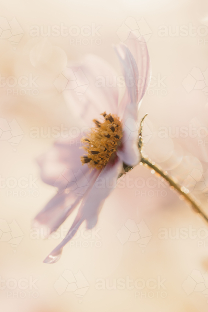 Image of Close-up of a pale pink cosmos flower with visible dew ...