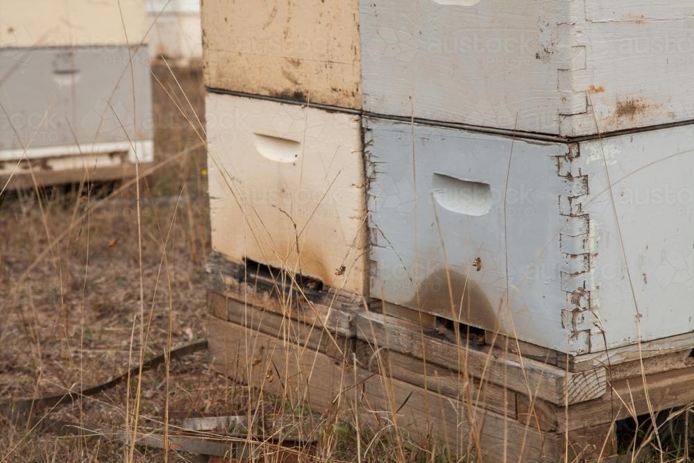 Image of Close up of a pallet of beehives in a paddock - Austockphoto