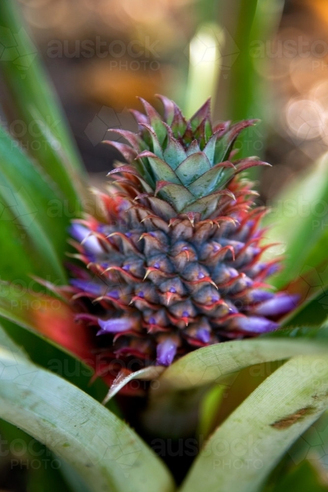 Image of Close up of a pineapple flowering - Austockphoto