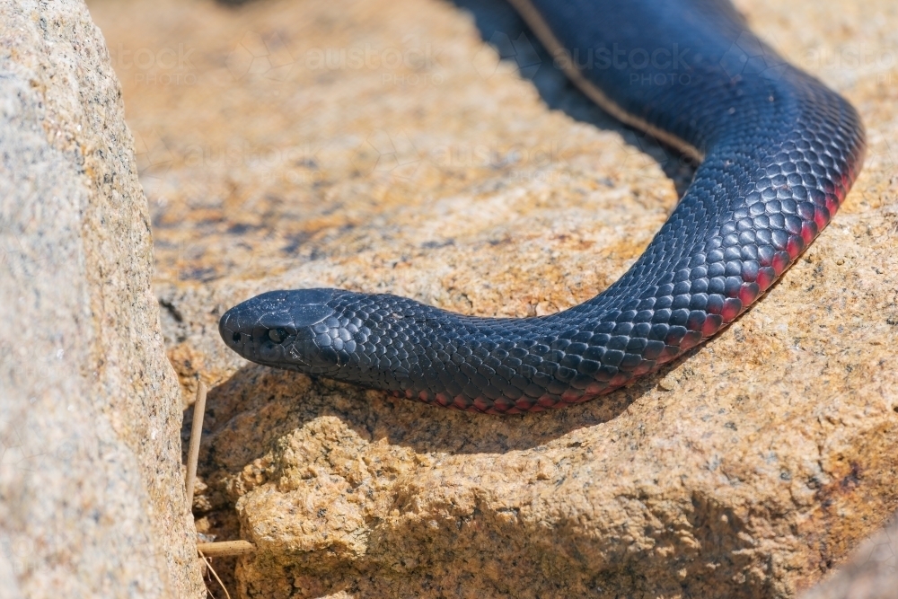 Image of Close up of a Red Bellied Black Snake sunning itself on rocks ...