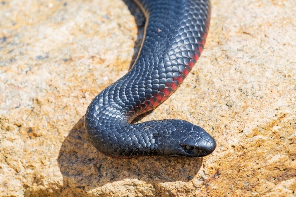 Image of Close up of a Red Bellied Black Snake sunning itself on rocks ...