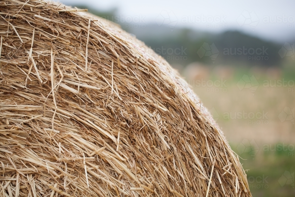 Image of Close up of a round bale of hay in a paddock - Austockphoto