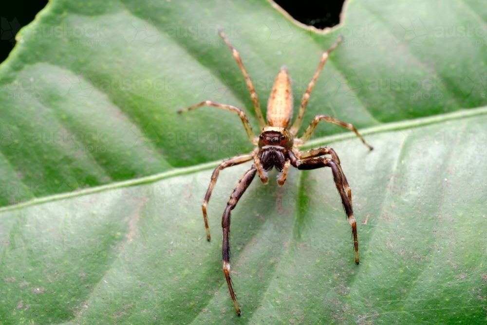 Image of Close up of a Spider Looking at Camera - Austockphoto