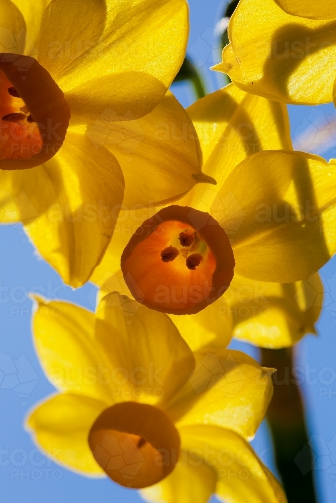 Image of close up of a yellow and orange jonquil flower - Austockphoto
