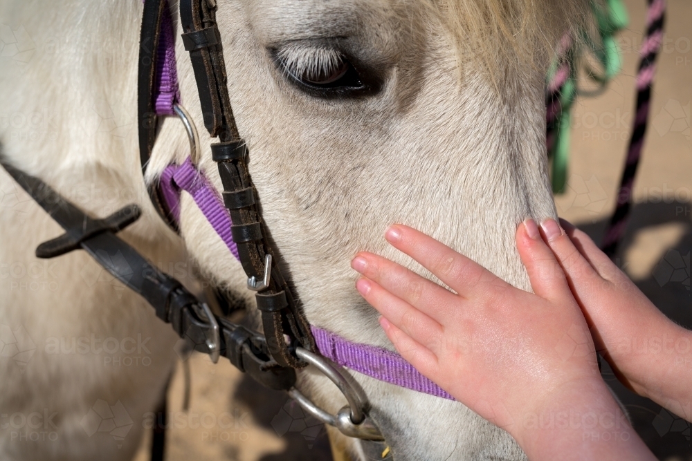 Image of Close up of a young girls hands on a grey pony wearing a ...