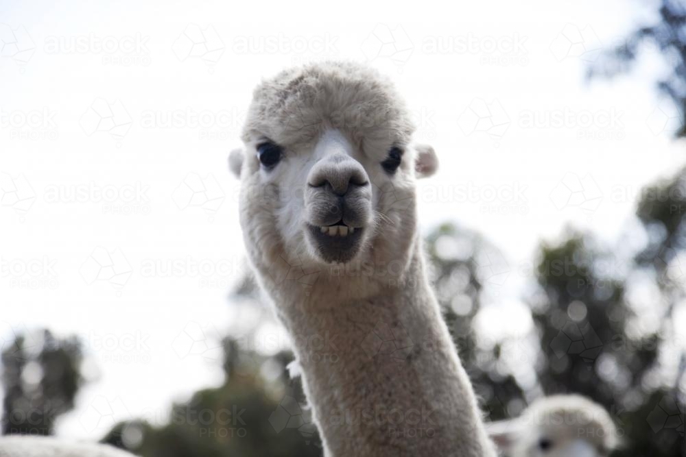 Image of Close up of an adult alpaca looking at the camera - Austockphoto