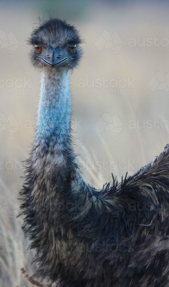 Image of Close-up of an emu in a grass field - Austockphoto