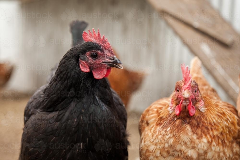 Image of close up of australorp and Isa brown laying hens in the chook ...