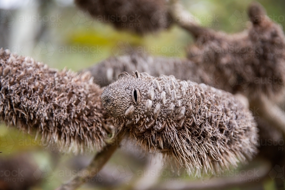Image of close up of banksia seed pods or old flowers - Austockphoto