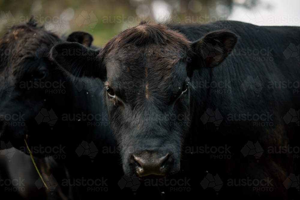 Image of Close-up of black cattle surrounded by flies in a pastoral ...