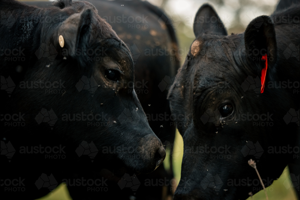 Image of Close-up of black cattle with ear tags surrounded by flies in ...