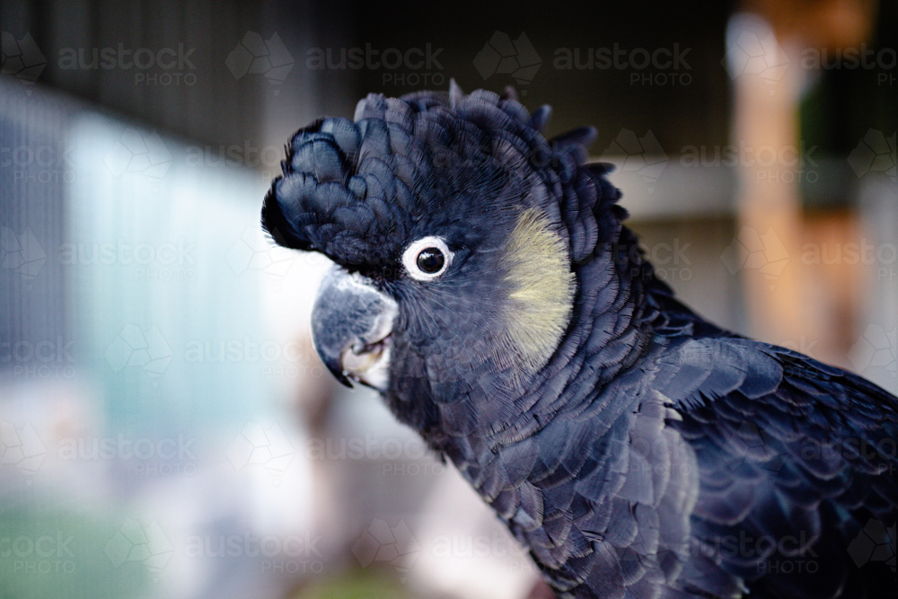Image of Close-up of Black cockatoo in an enclosure. - Austockphoto